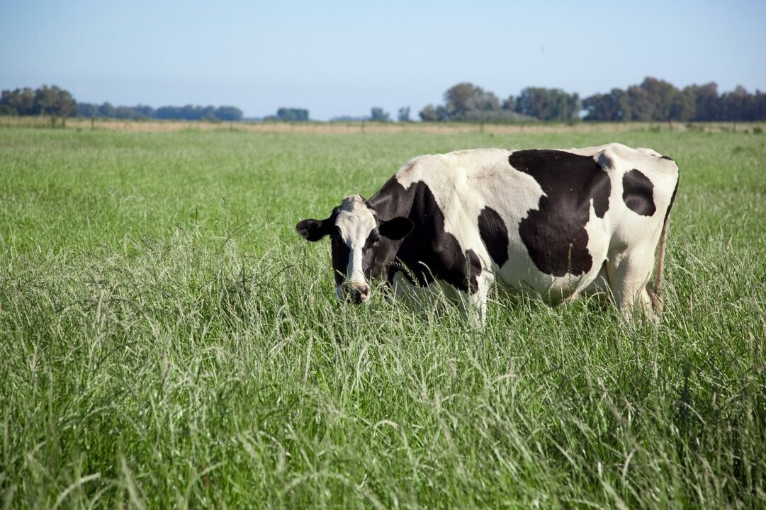 阿根廷牛奶产量创纪录 | Ours Abroad News